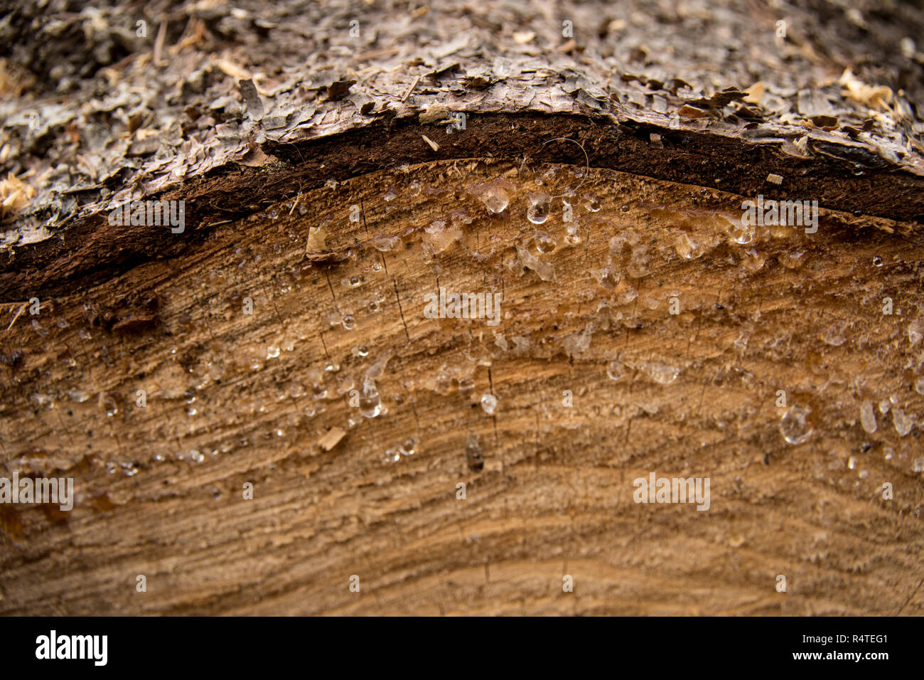 Resin seeping hi-res stock photography and images - Alamy