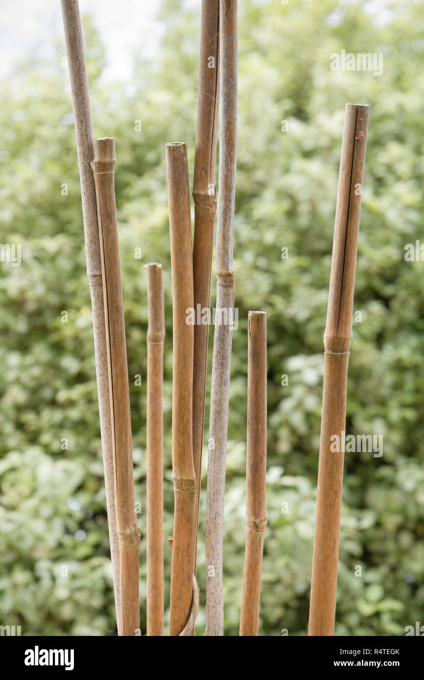 Bamboo poles hi-res stock photography and images - Alamy