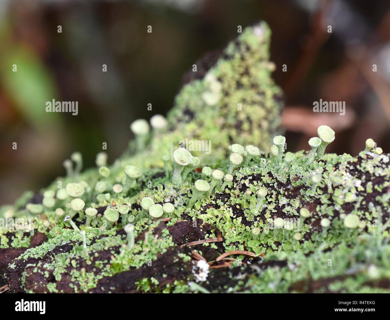 Lichen ecology hi-res stock photography and images - Alamy
