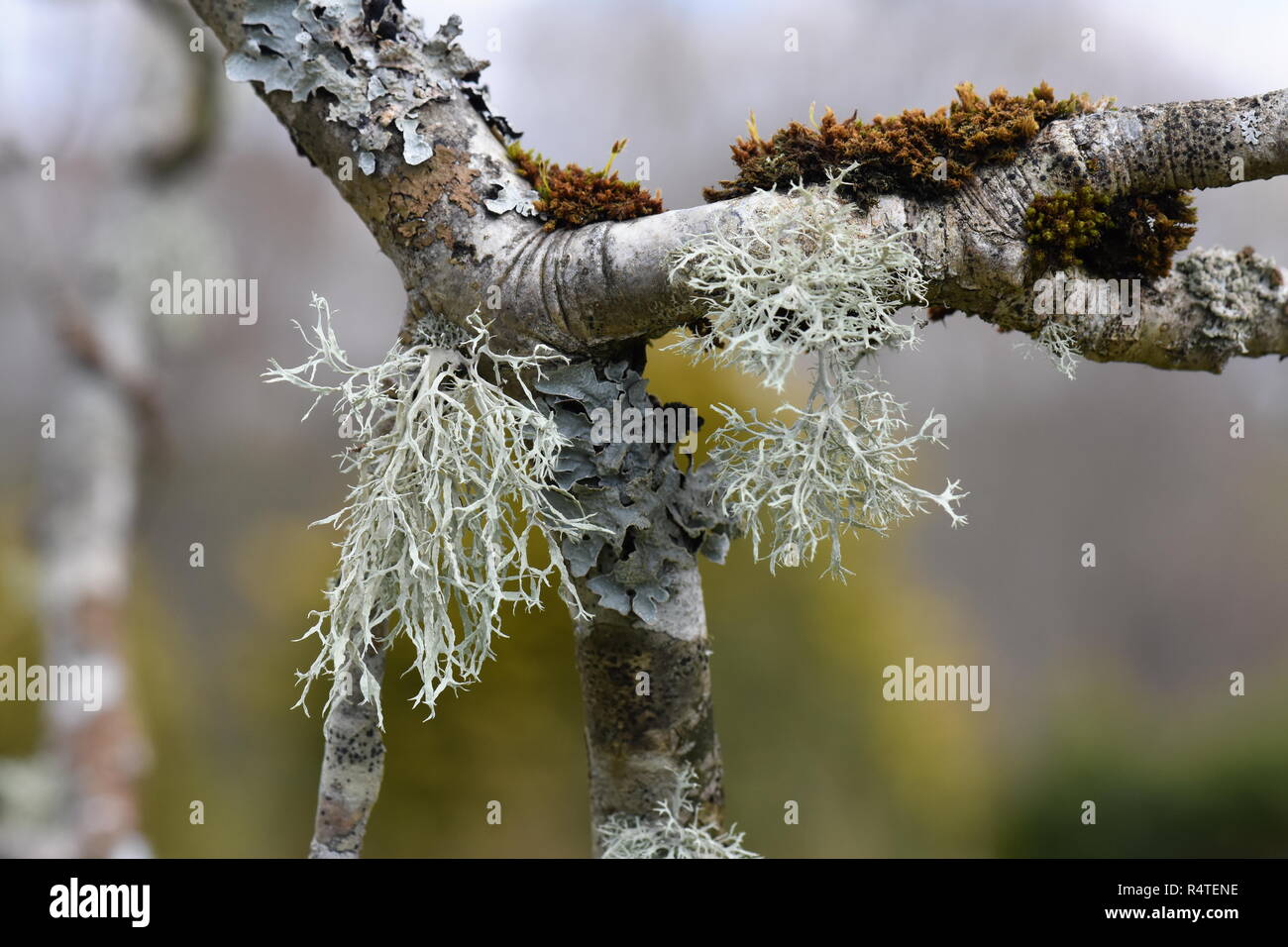 Biological diversity of different types of lichen and moss growing ...