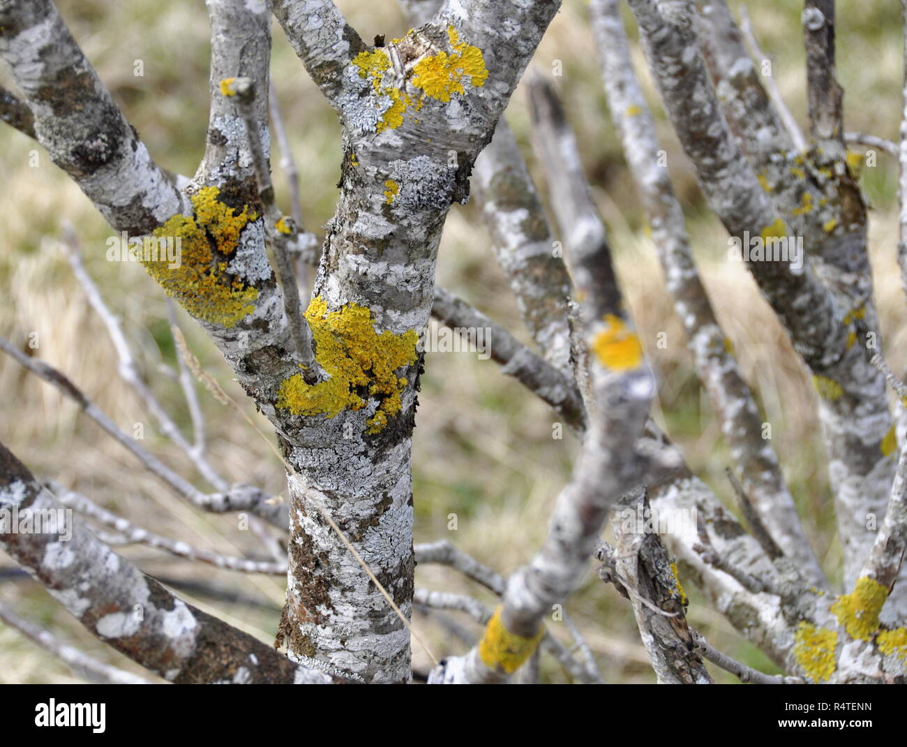 Lichen and moss on a tree trunk Stock Photo - Alamy
