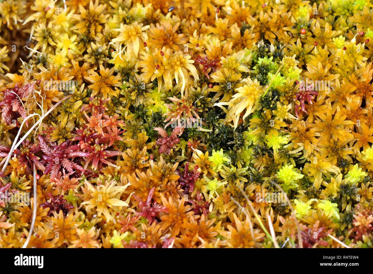 Red peat moss hi-res stock photography and images - Alamy