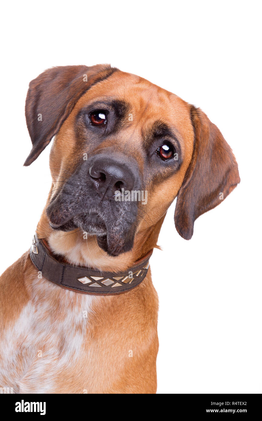 mixed breed dog Stock Photo - Alamy