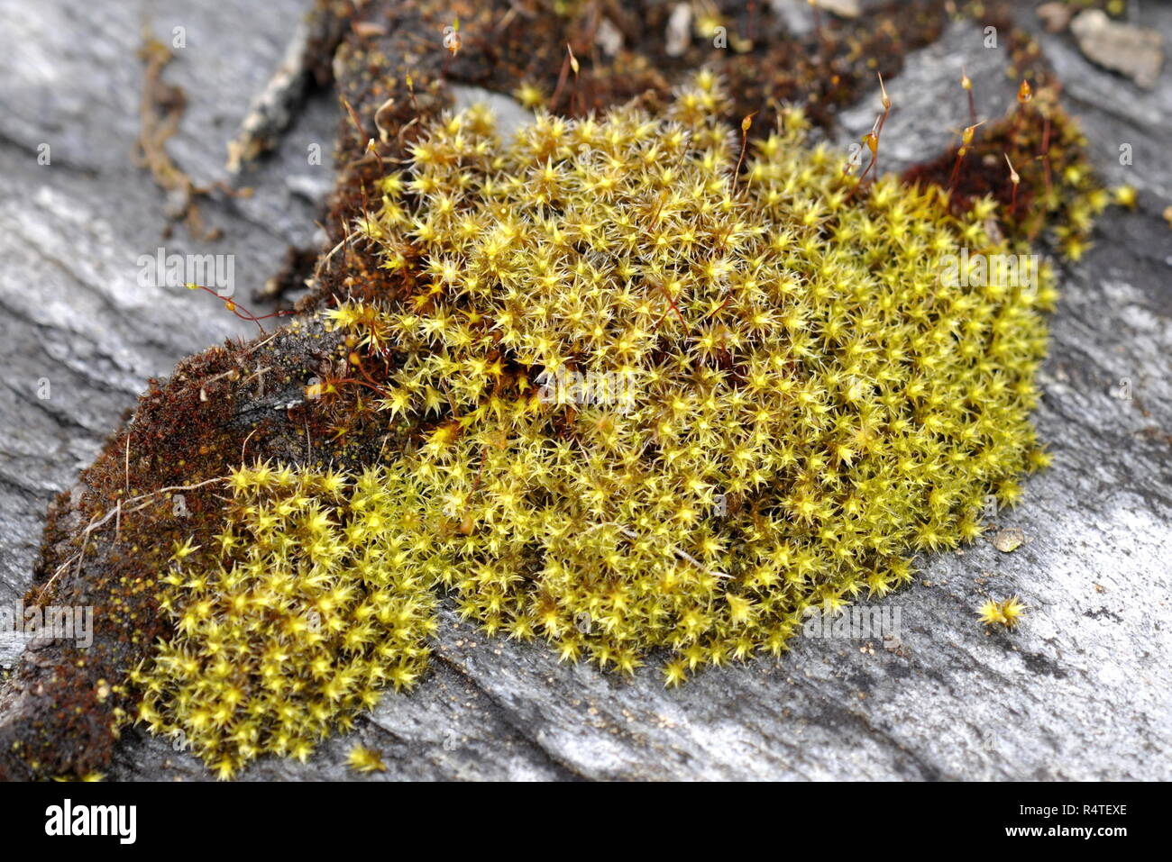 Green moss grey rock hi-res stock photography and images - Alamy