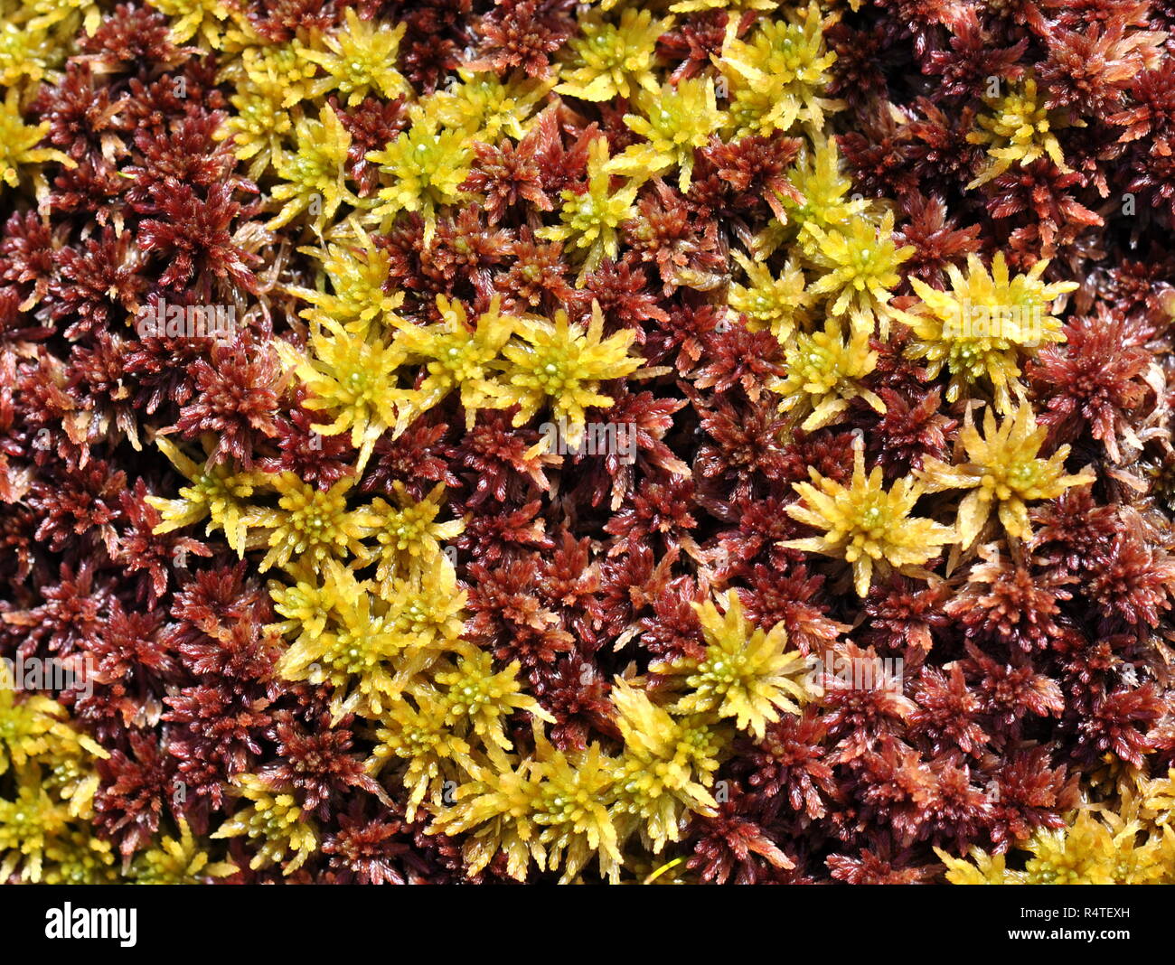 Red bog moss hi-res stock photography and images - Alamy