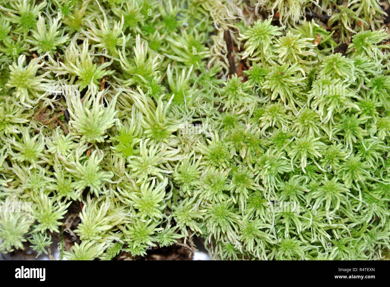 Closeup on green peat moss Stock Photo - Alamy