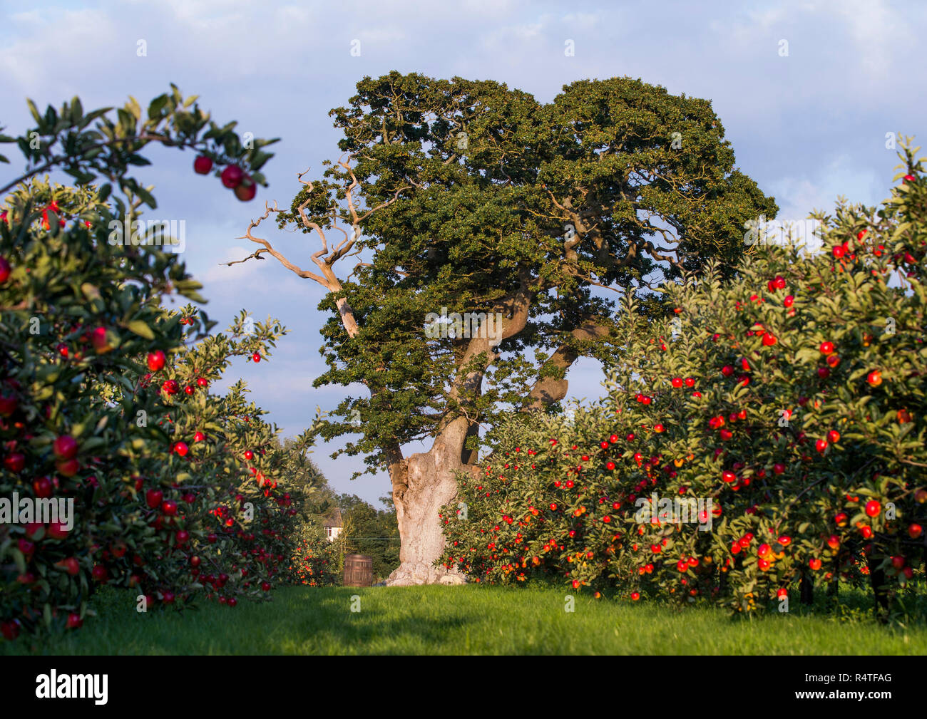 Katy Apples, ready to be Harvested in late Summers, Sandford, Somerset ...