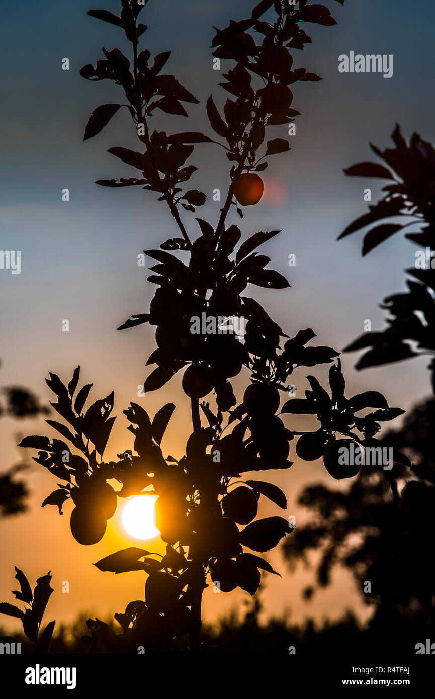 Sunset through an Apple Tree, Somerset, England, UK 2016 Stock Photo ...