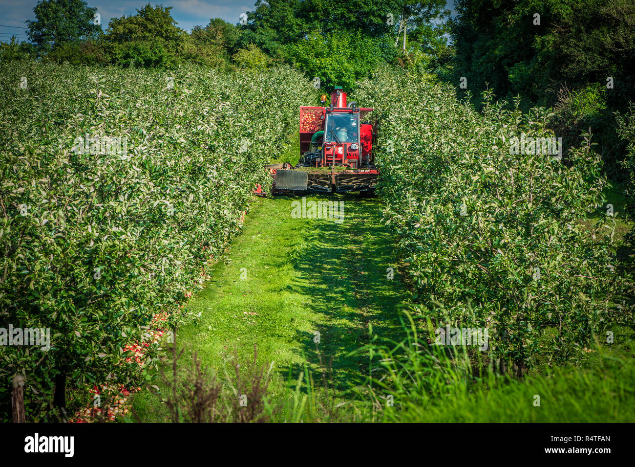 Scrumping apples hi-res stock photography and images - Alamy