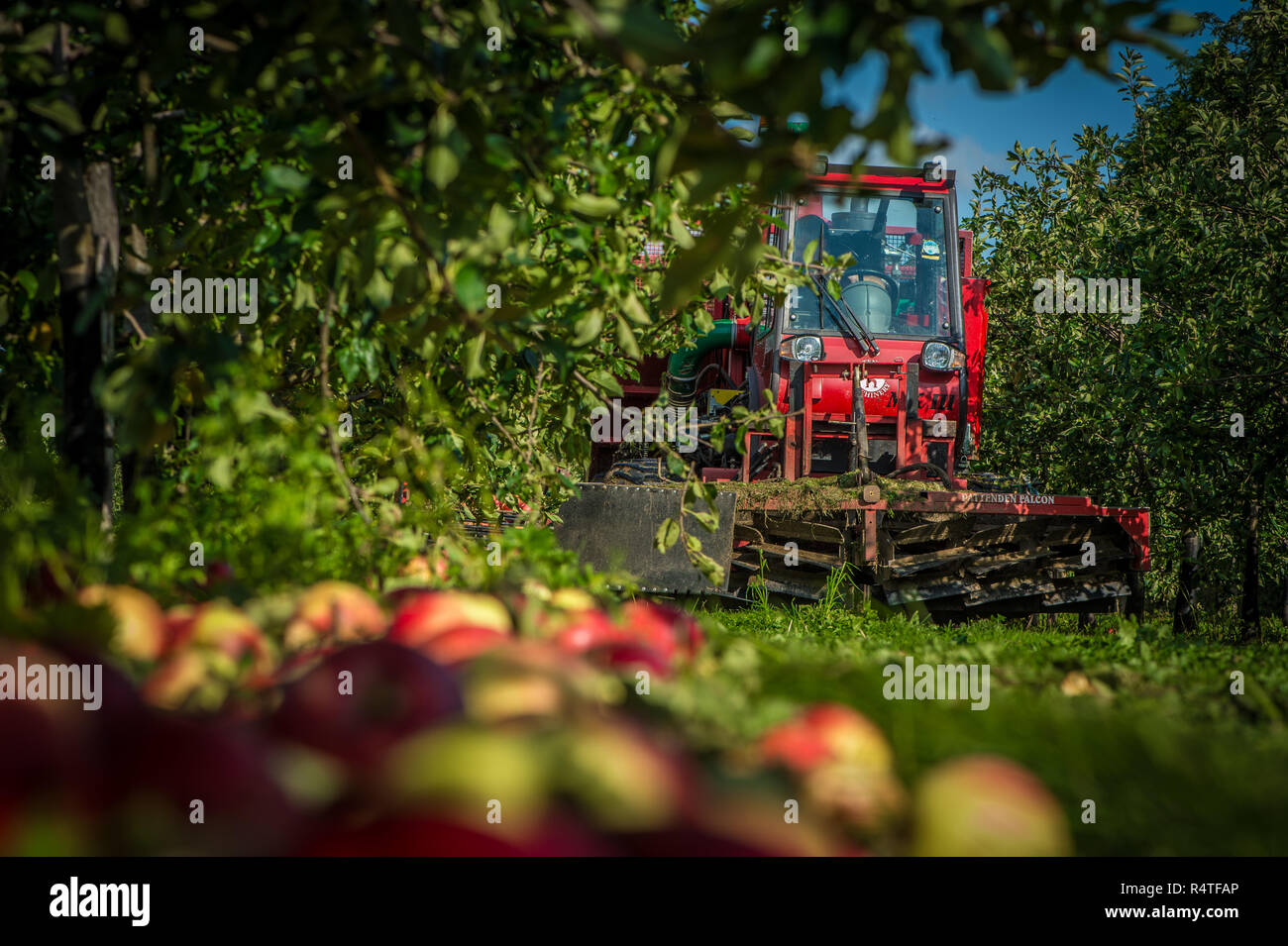 Scrumping apples hi-res stock photography and images - Alamy