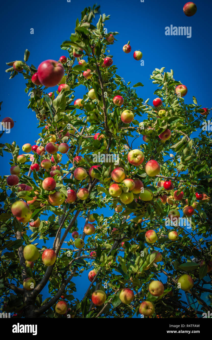 Scrumping apples hi-res stock photography and images - Alamy
