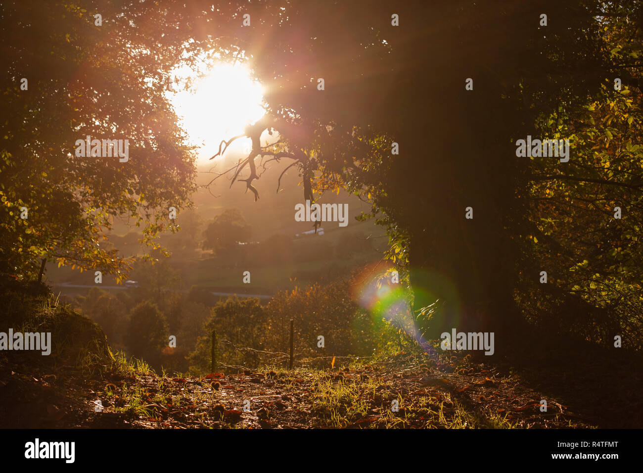 Chestnut tree at sunset, autumn Stock Photo - Alamy