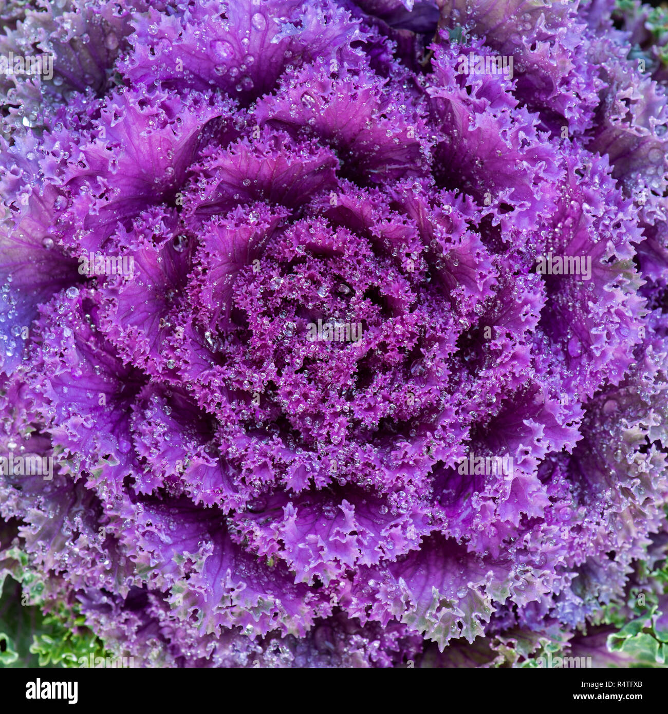 Purple cabbage ornamental hi-res stock photography and images - Alamy