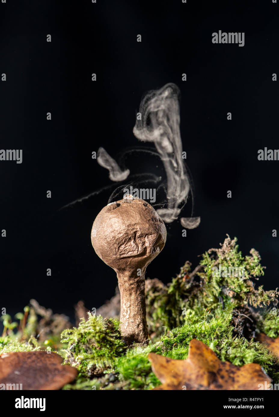 Fungal spores puffball hi-res stock photography and images - Alamy