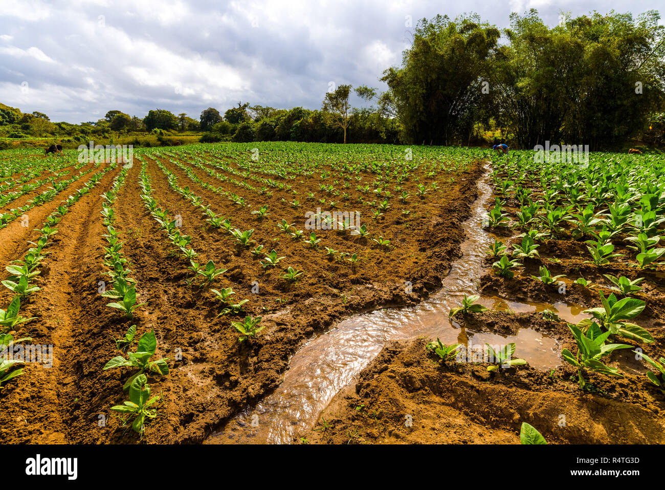 Cuban tobacco farm. Tobacco field. Green tobacco leaves. Tobacco ...