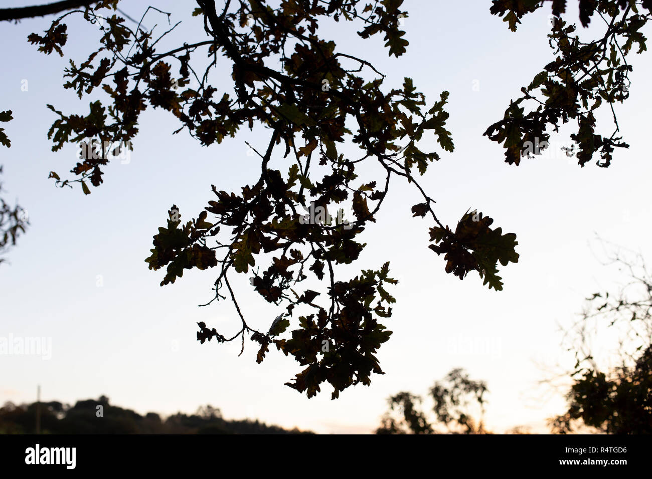 Leaves of a tree against the light Stock Photo - Alamy
