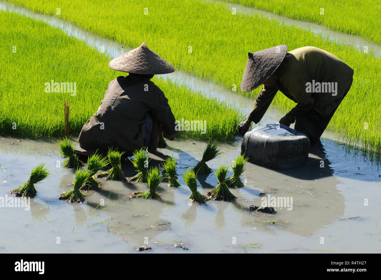 Growing rice in laos hi-res stock photography and images - Alamy