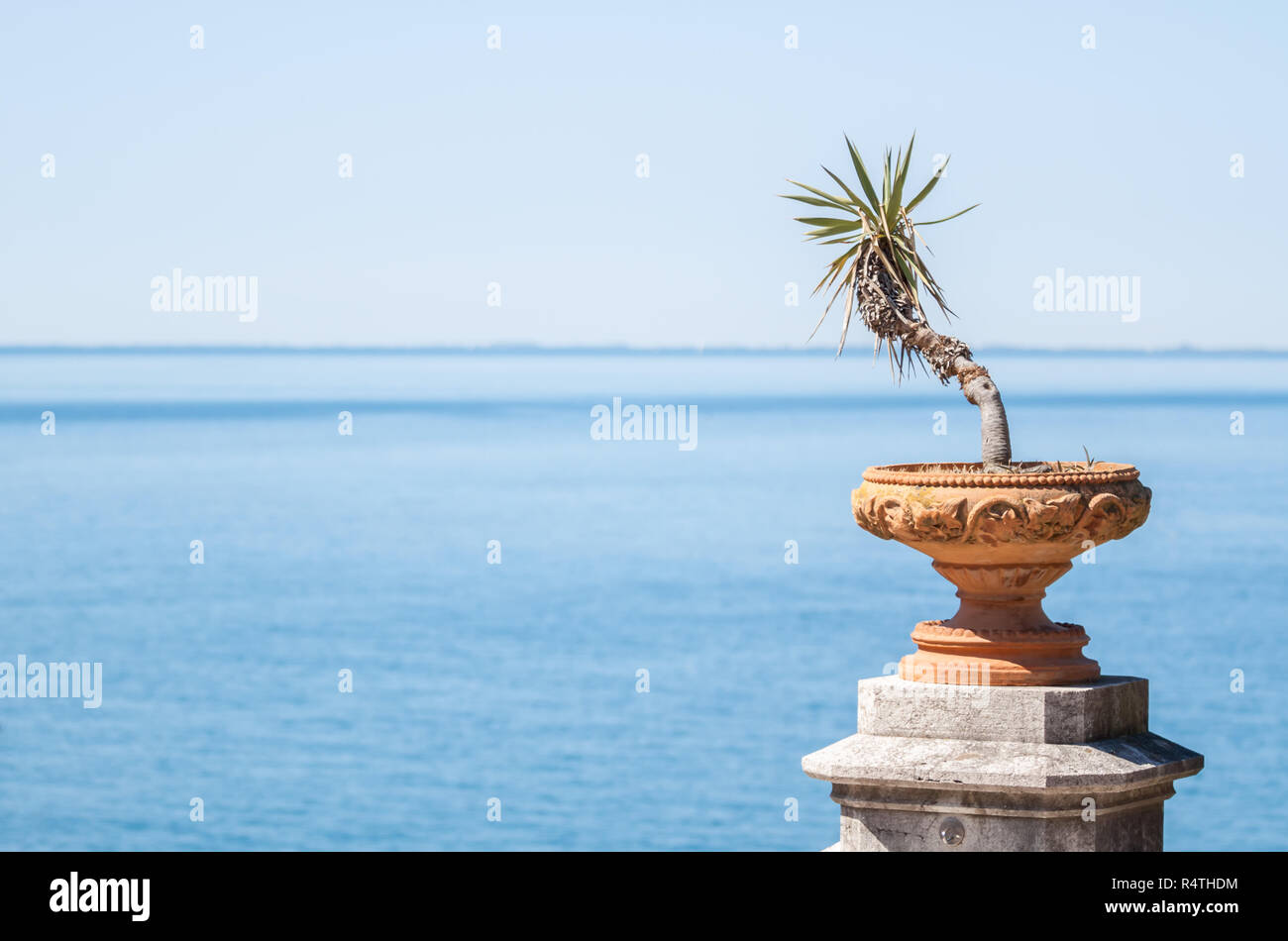 pot with small palm on blue background Stock Photo - Alamy