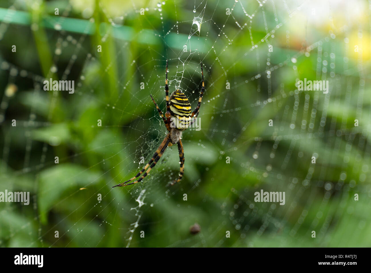 Spider on Web Stock Photo - Alamy