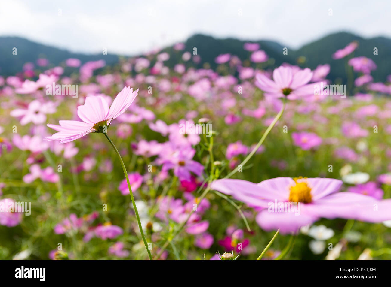 Cosmos flower meadow Stock Photo - Alamy