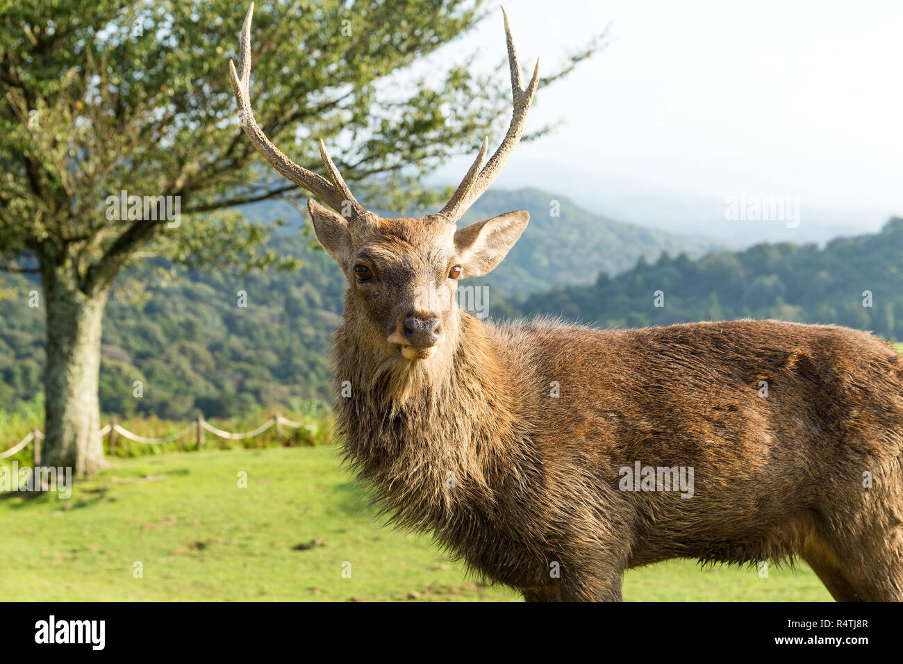Male wild deer at the mountain Stock Photo - Alamy