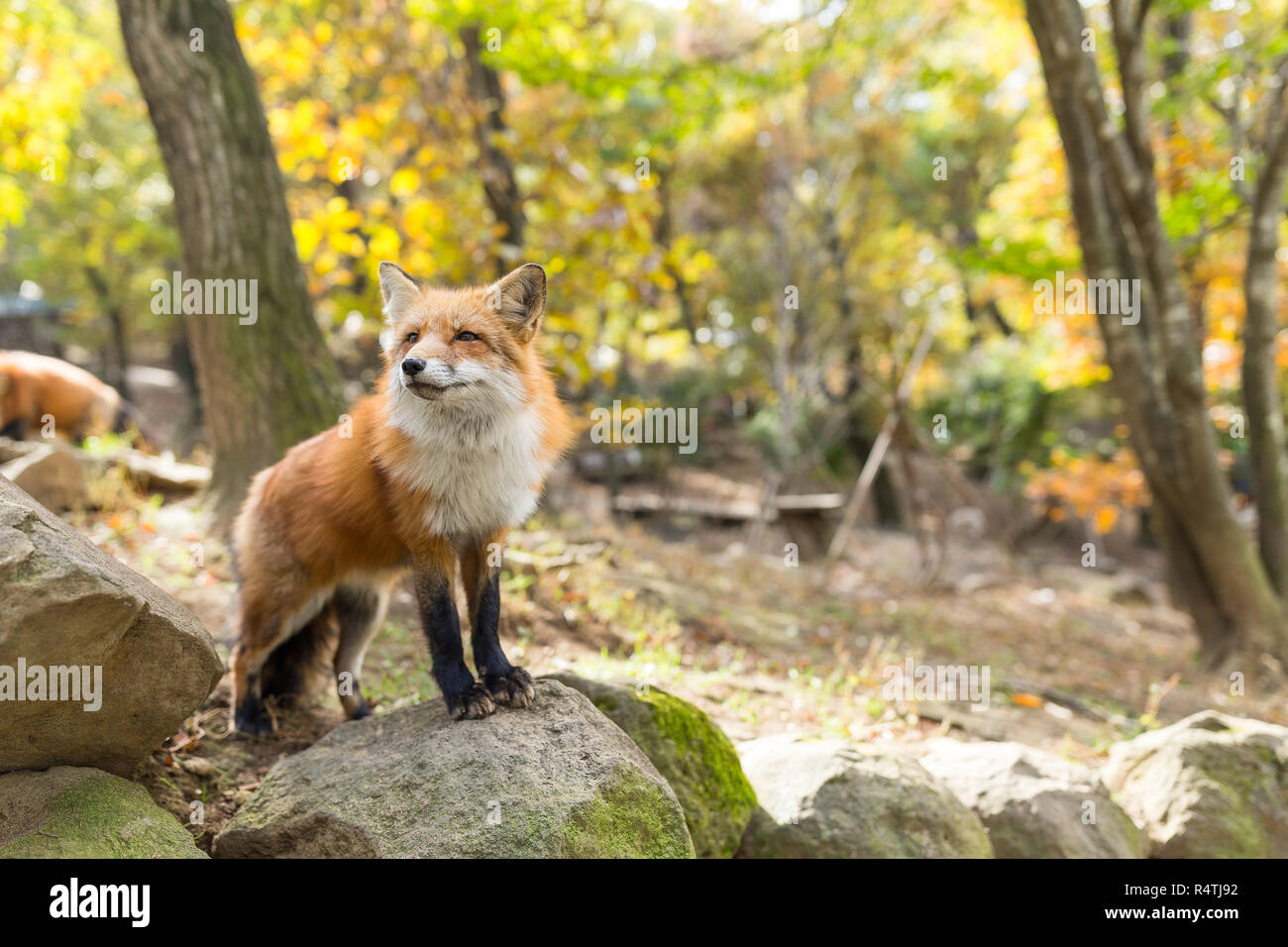 Zao fox village japan hi-res stock photography and images - Alamy