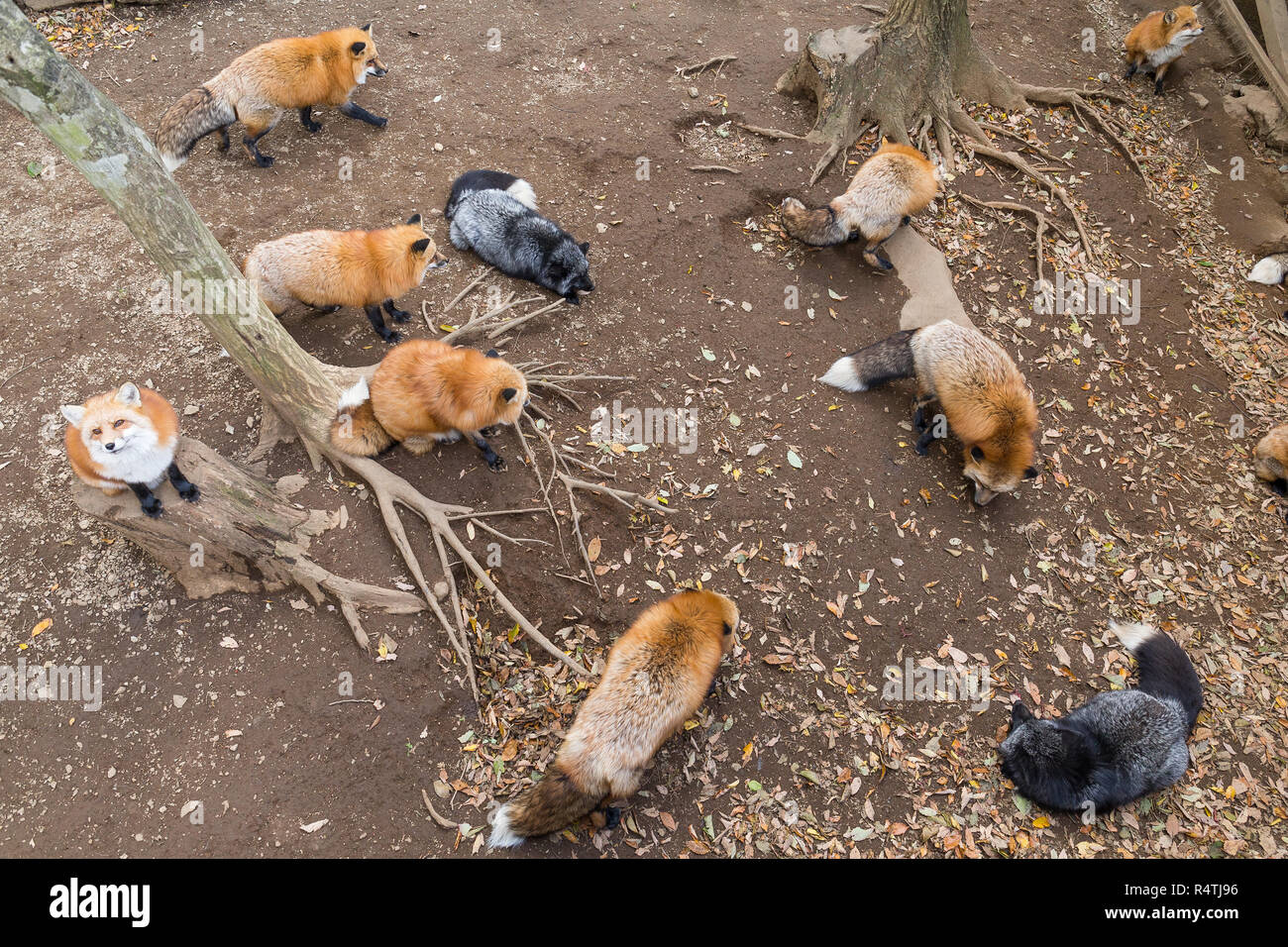 Many fox eating together Stock Photo - Alamy