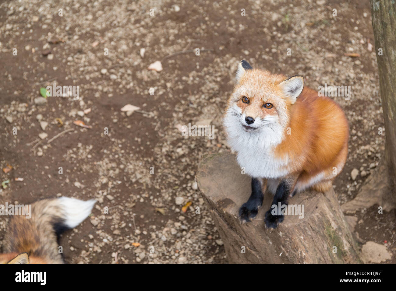 Fox looking up hi-res stock photography and images - Alamy