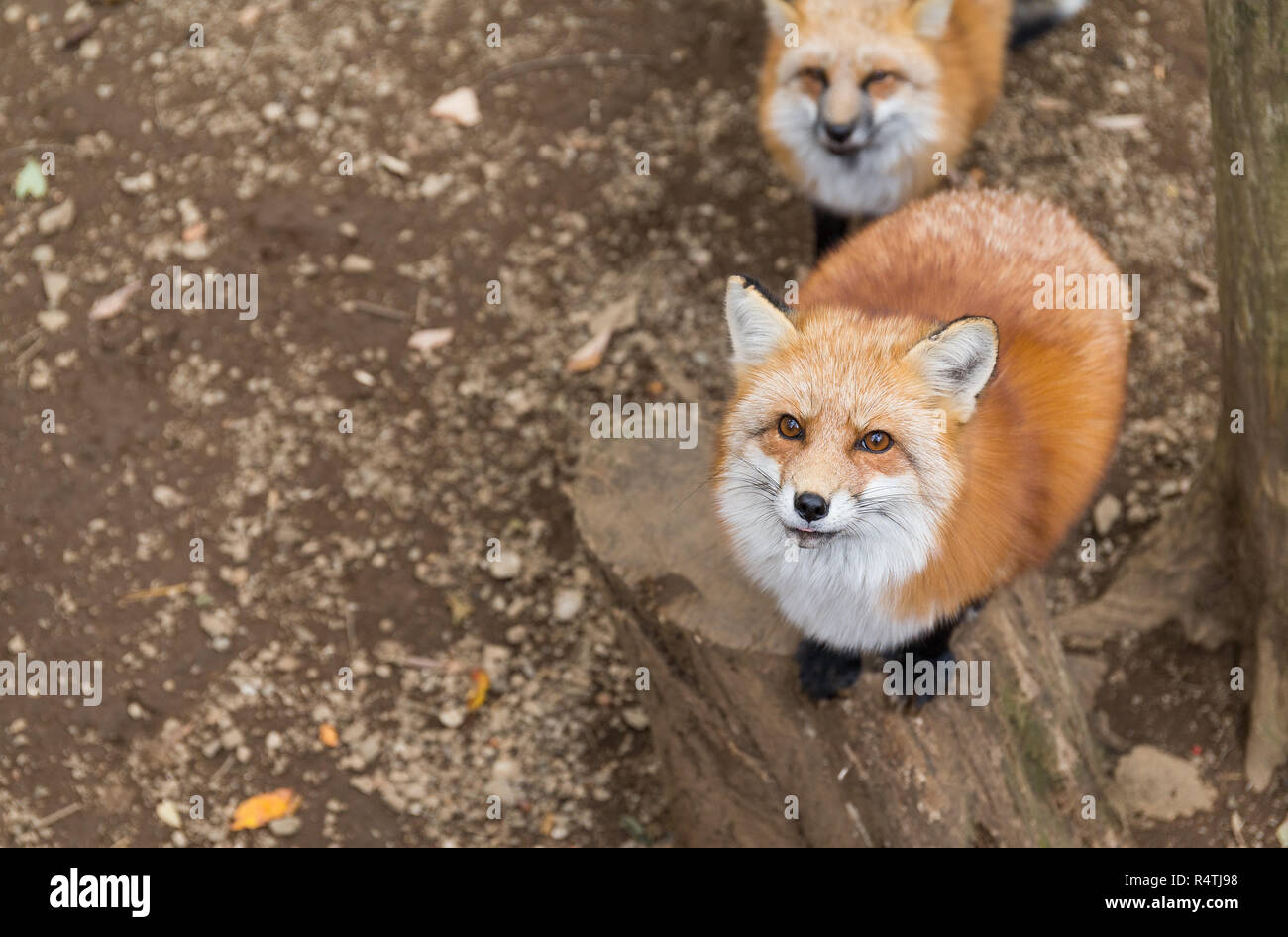 Fox want food Stock Photo - Alamy