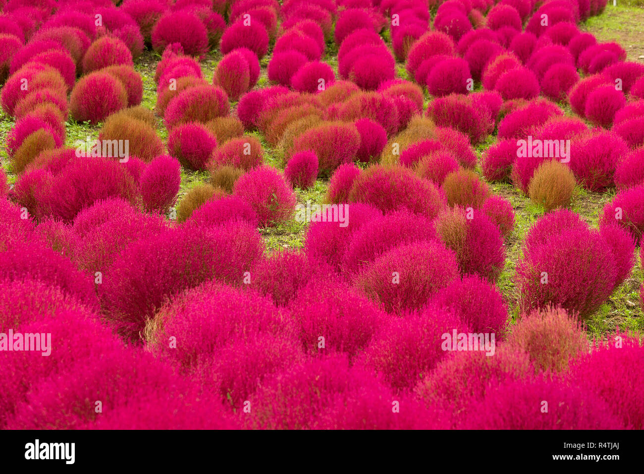 Red Kochia in japanese garden Stock Photo - Alamy