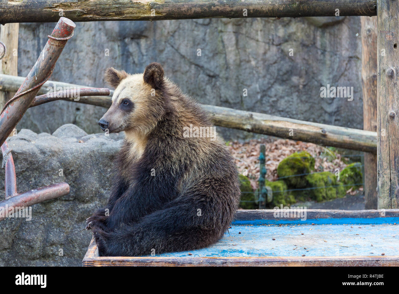 Cute Little bear at zoo Stock Photo - Alamy