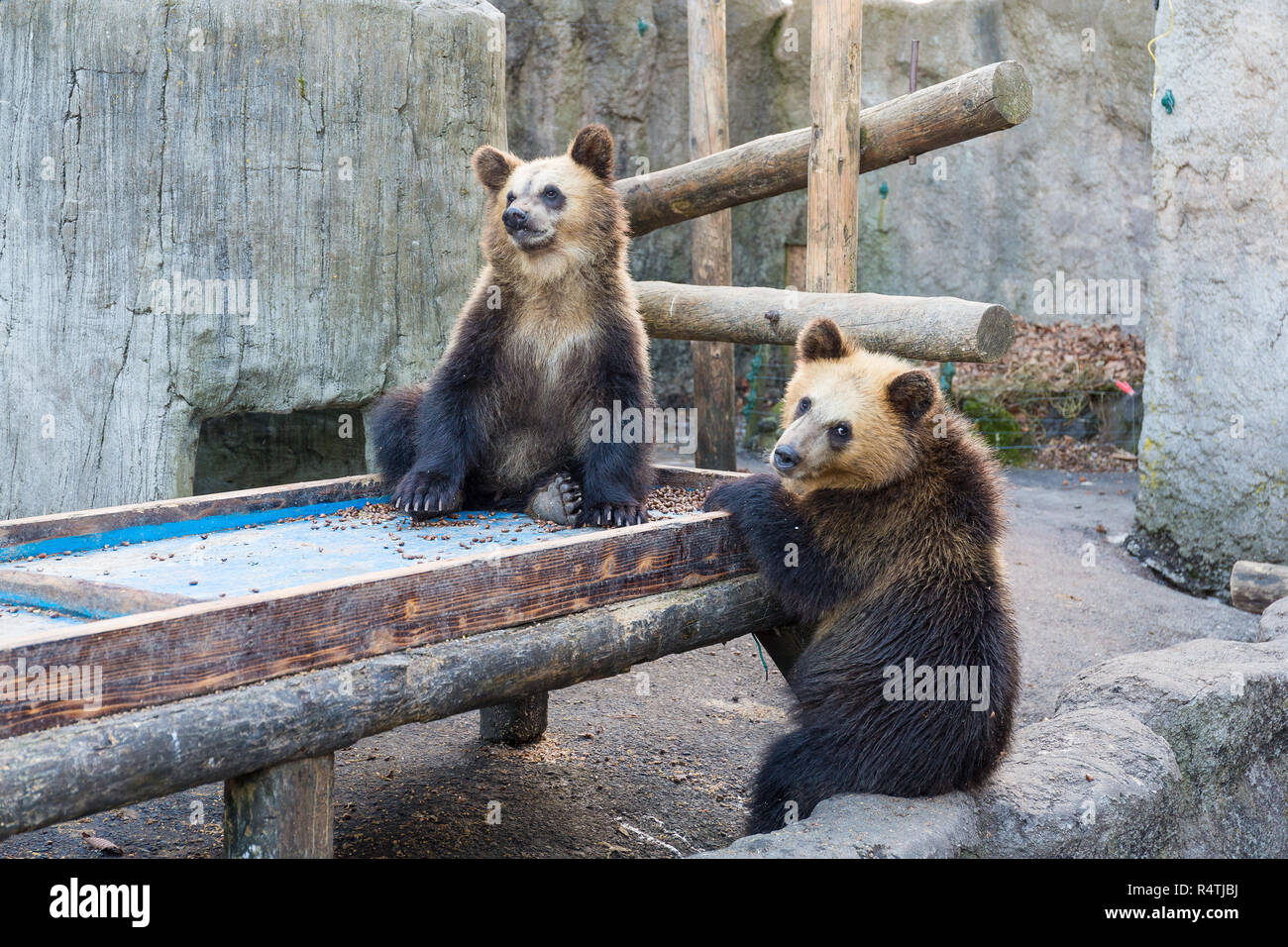 Lovely Bear in zoo Stock Photo - Alamy
