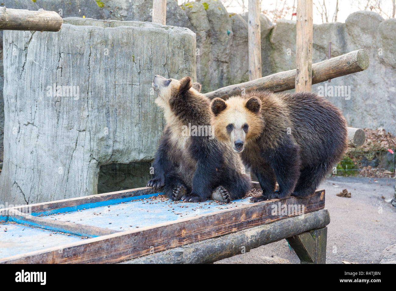 Cute little bear play together Stock Photo - Alamy