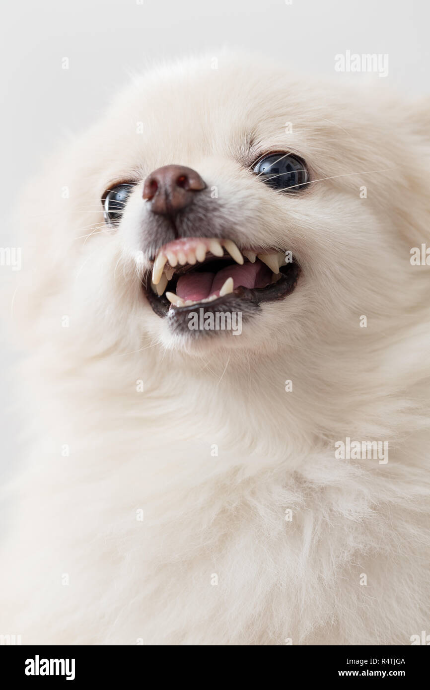 White pomeranian getting angry Stock Photo - Alamy