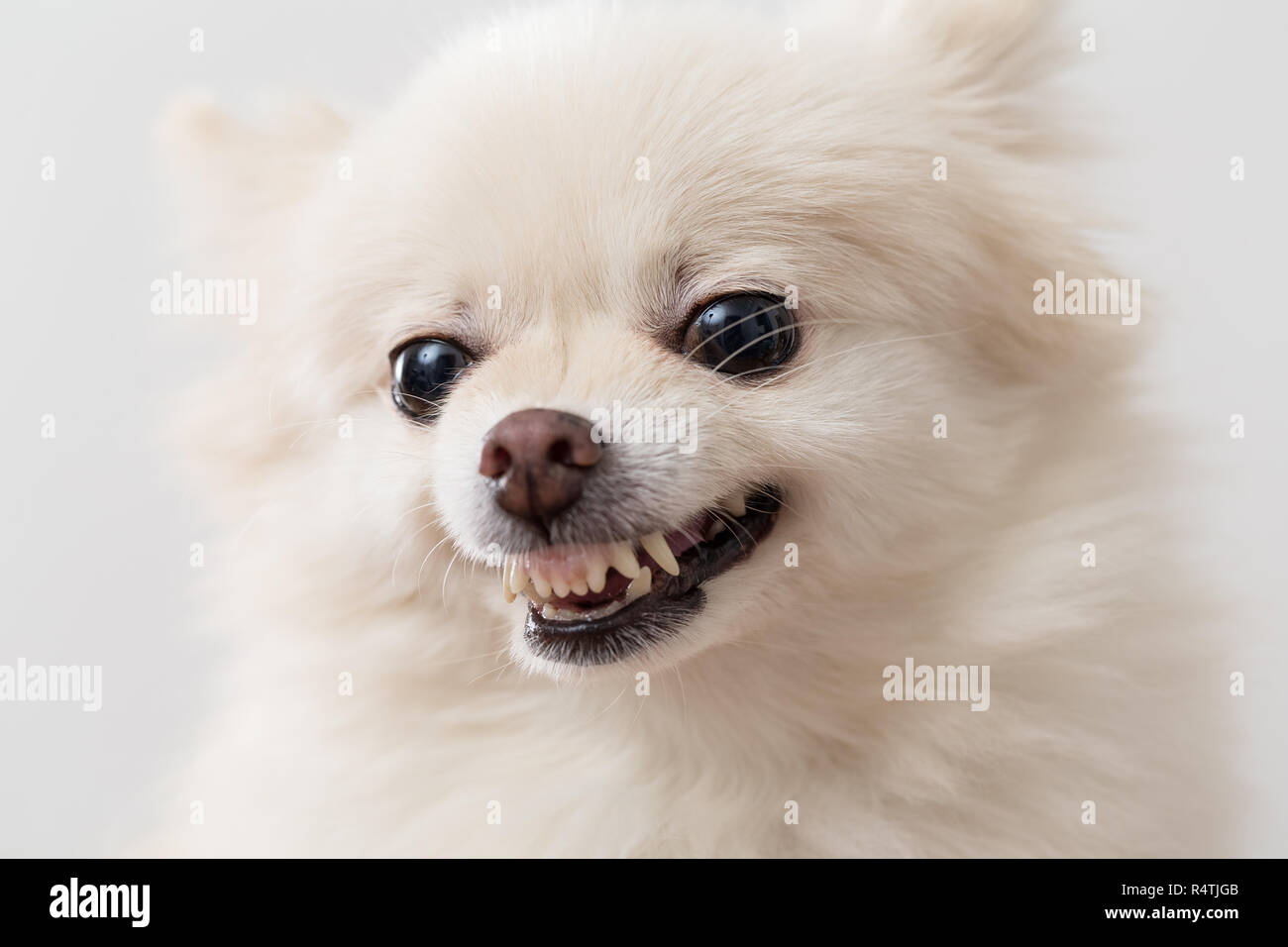 Cute White Pomeranian getting angry Stock Photo - Alamy