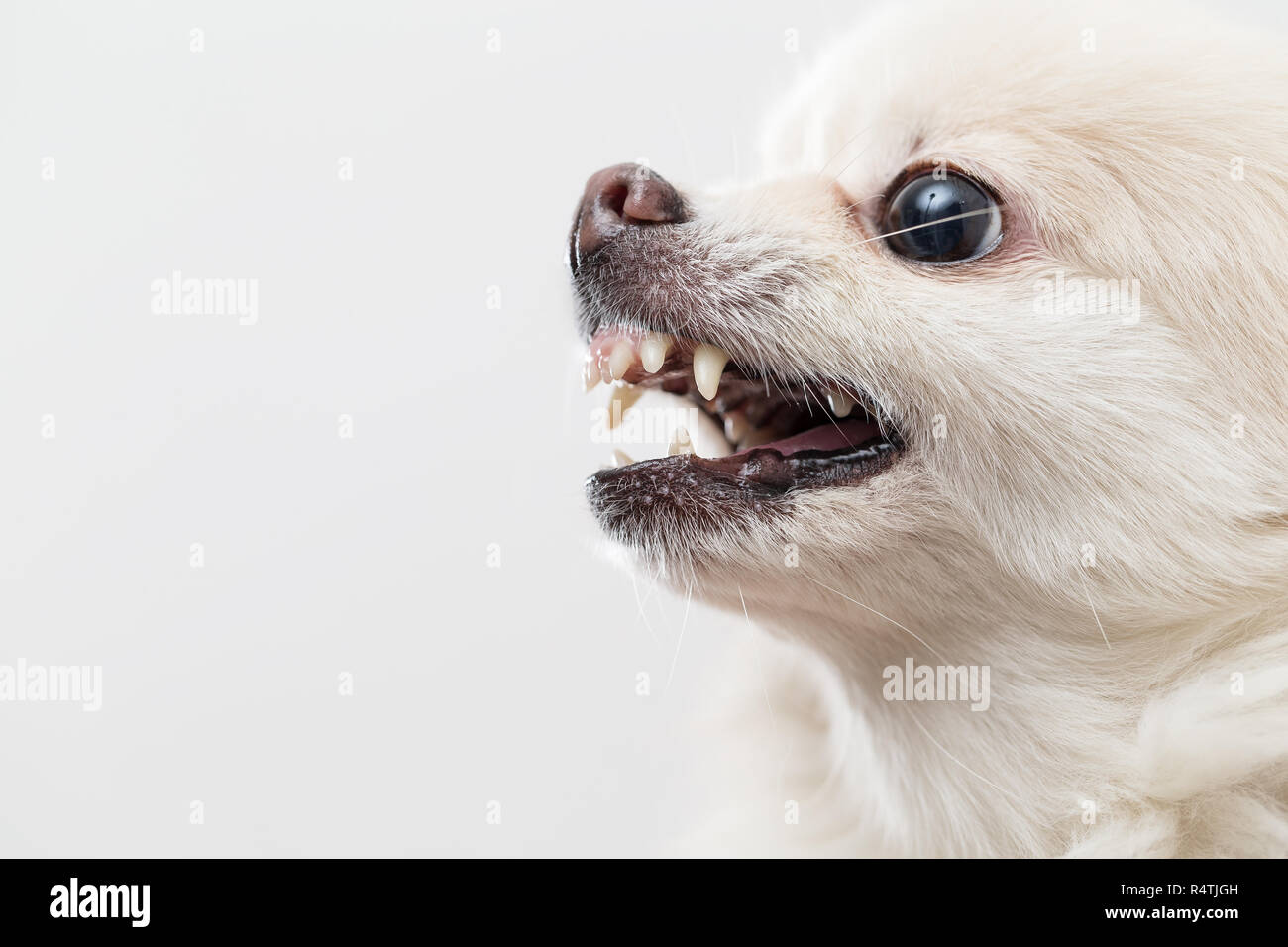 Angry dog barking side view hi-res stock photography and images - Alamy