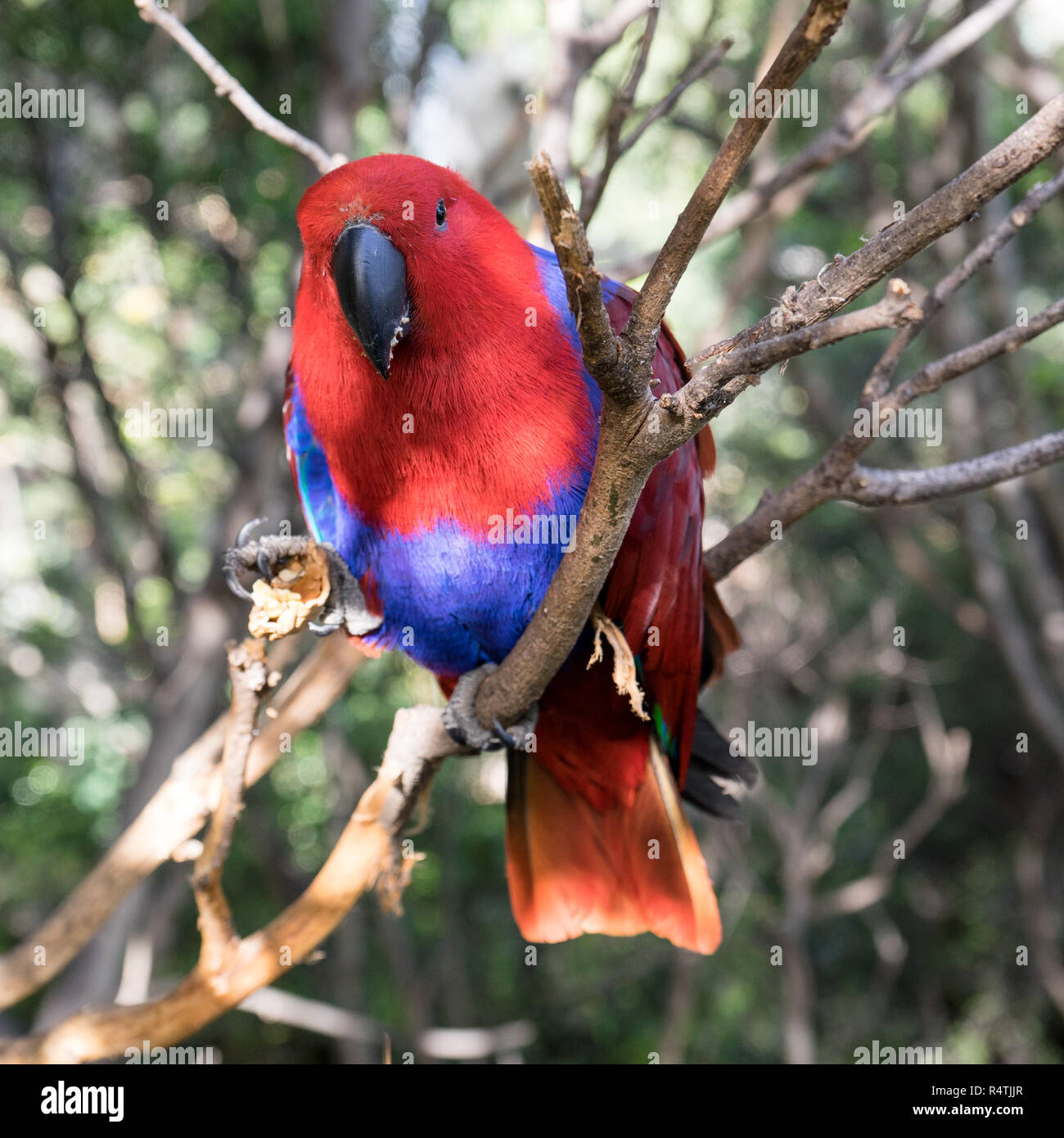 Guinea parakeet hi-res stock photography and images - Alamy