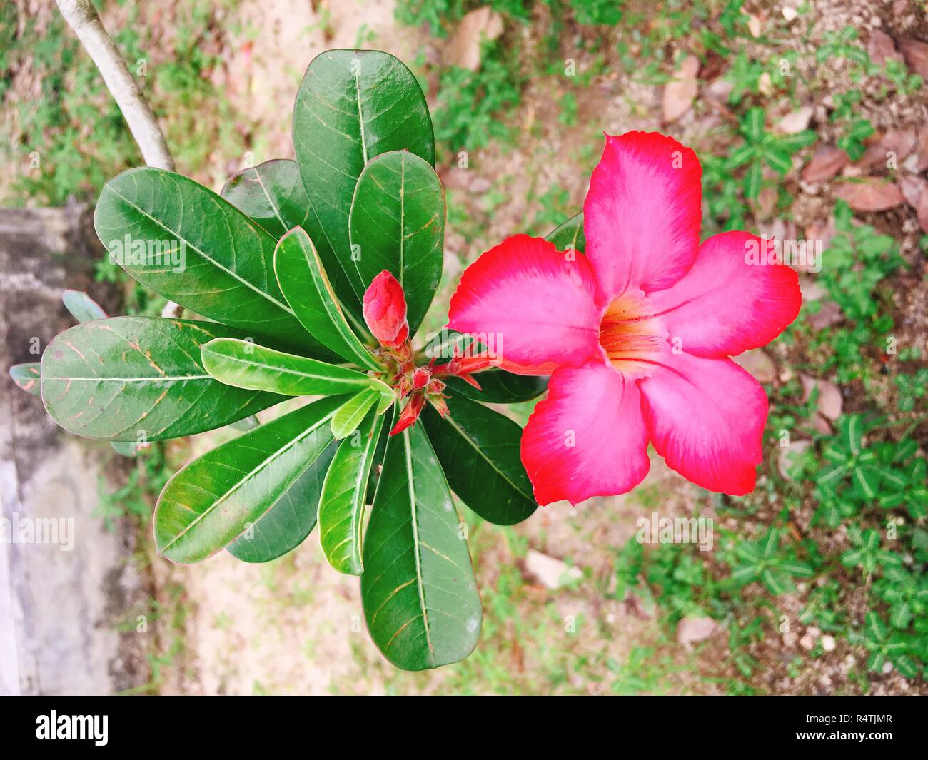 Champa flower hi-res stock photography and images - Alamy