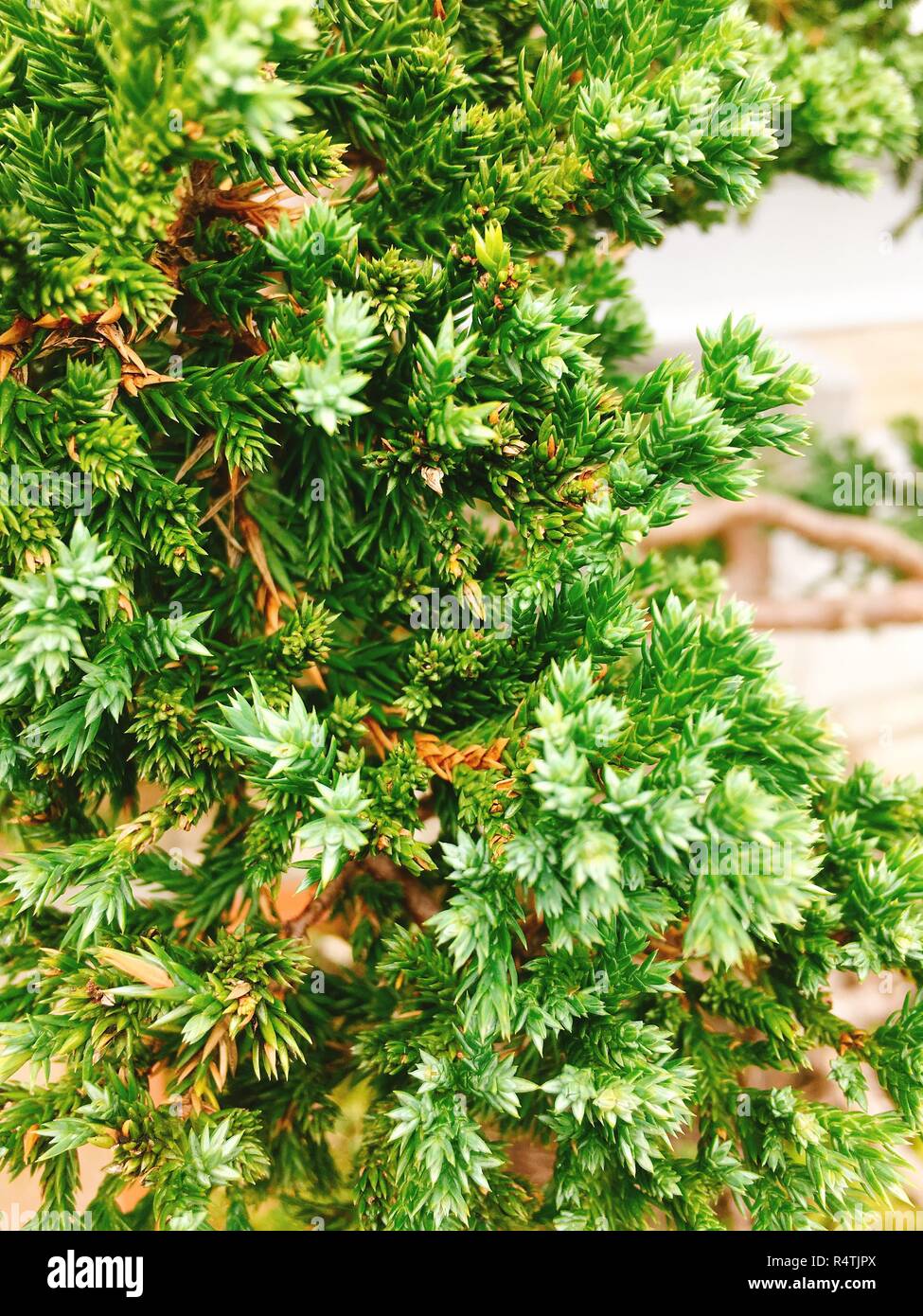 Bonsai pine tree in garden Stock Photo - Alamy