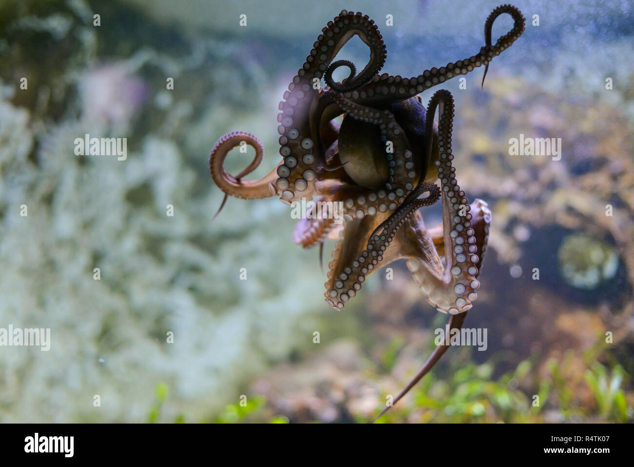octopus in action Stock Photo - Alamy