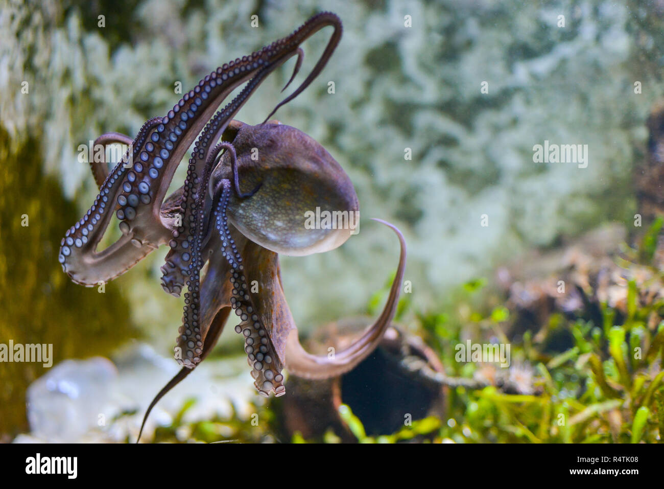 Octopus octopi octopoda hi-res stock photography and images - Alamy