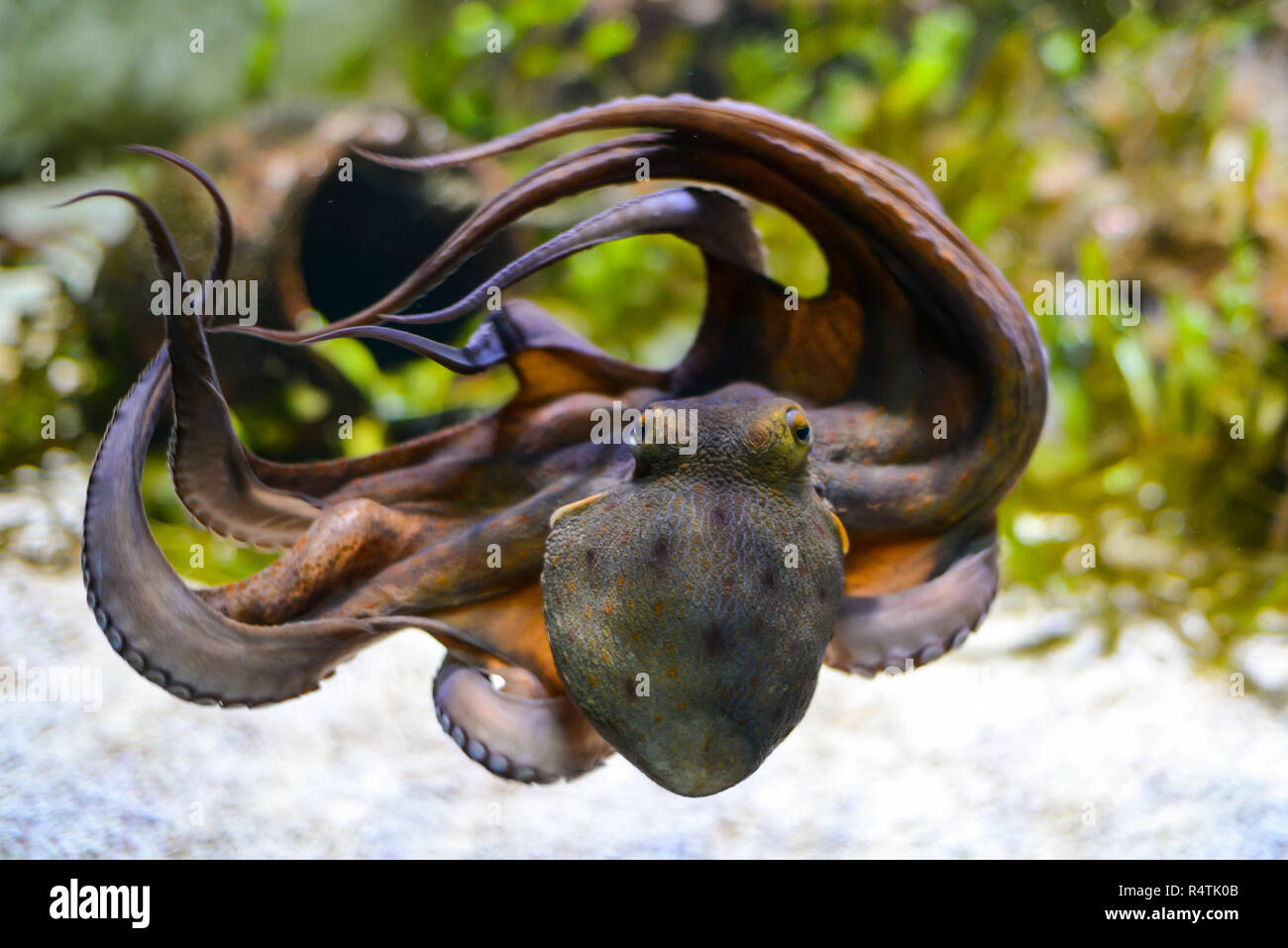 octopus in action Stock Photo - Alamy
