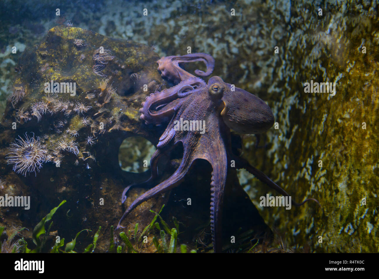 octopus in action Stock Photo - Alamy