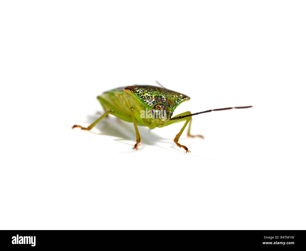 The shield bug Acanthosoma haemorrhoidale on white background Stock ...