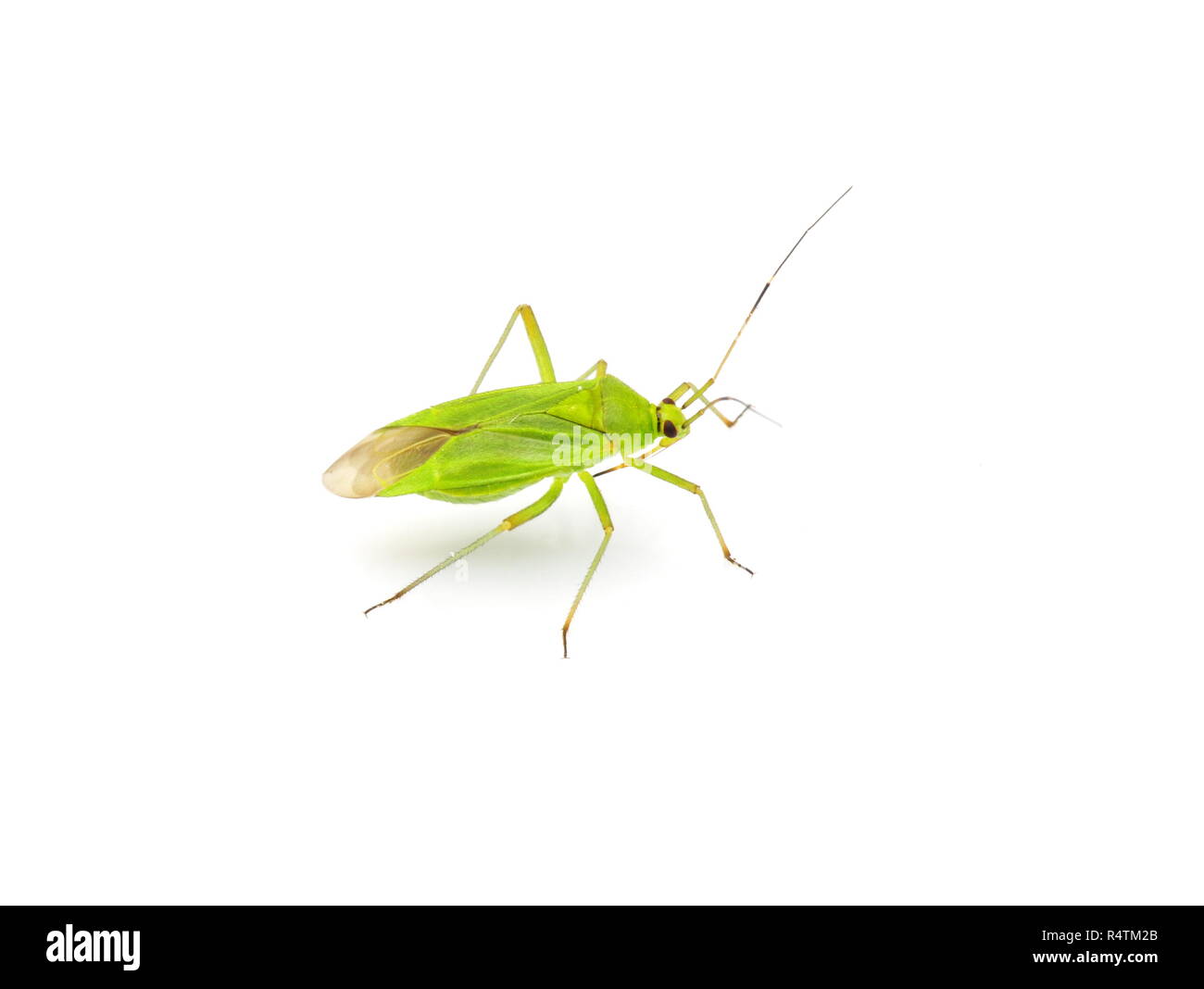 Common green capsid Lygocoris pabulinus isolated on white background ...