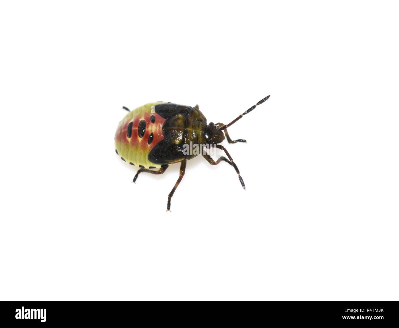 Birch shieldbug Elasmostethus interstinctus nymph on white background ...