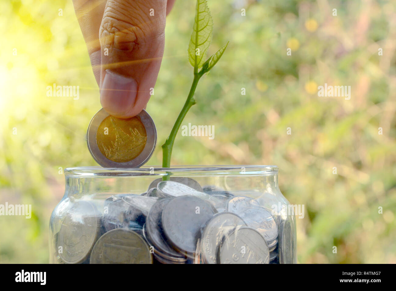 plant in pot, save money concept Stock Photo - Alamy