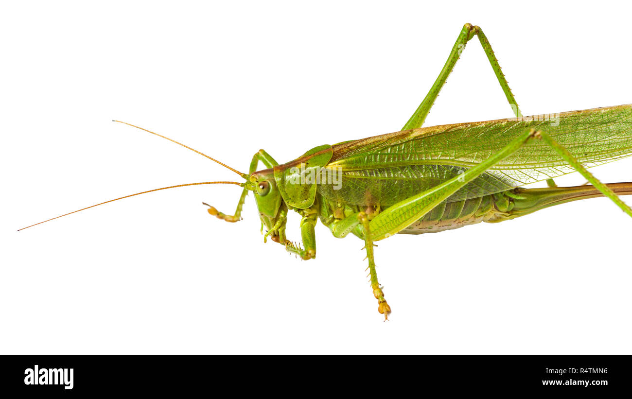 Grasshopper cleaning its feeler, isolated on white Stock Photo - Alamy