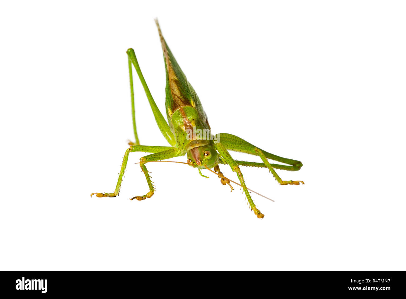 Grasshopper cleaning its feeler, isolated on white Stock Photo - Alamy