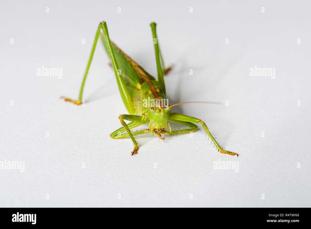 Grasshopper cleaning its feeler, isolated on white Stock Photo - Alamy